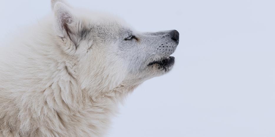 Nunarsuarmi qimmit pisoqaanersaat nunatsinni uumavoq | KNR